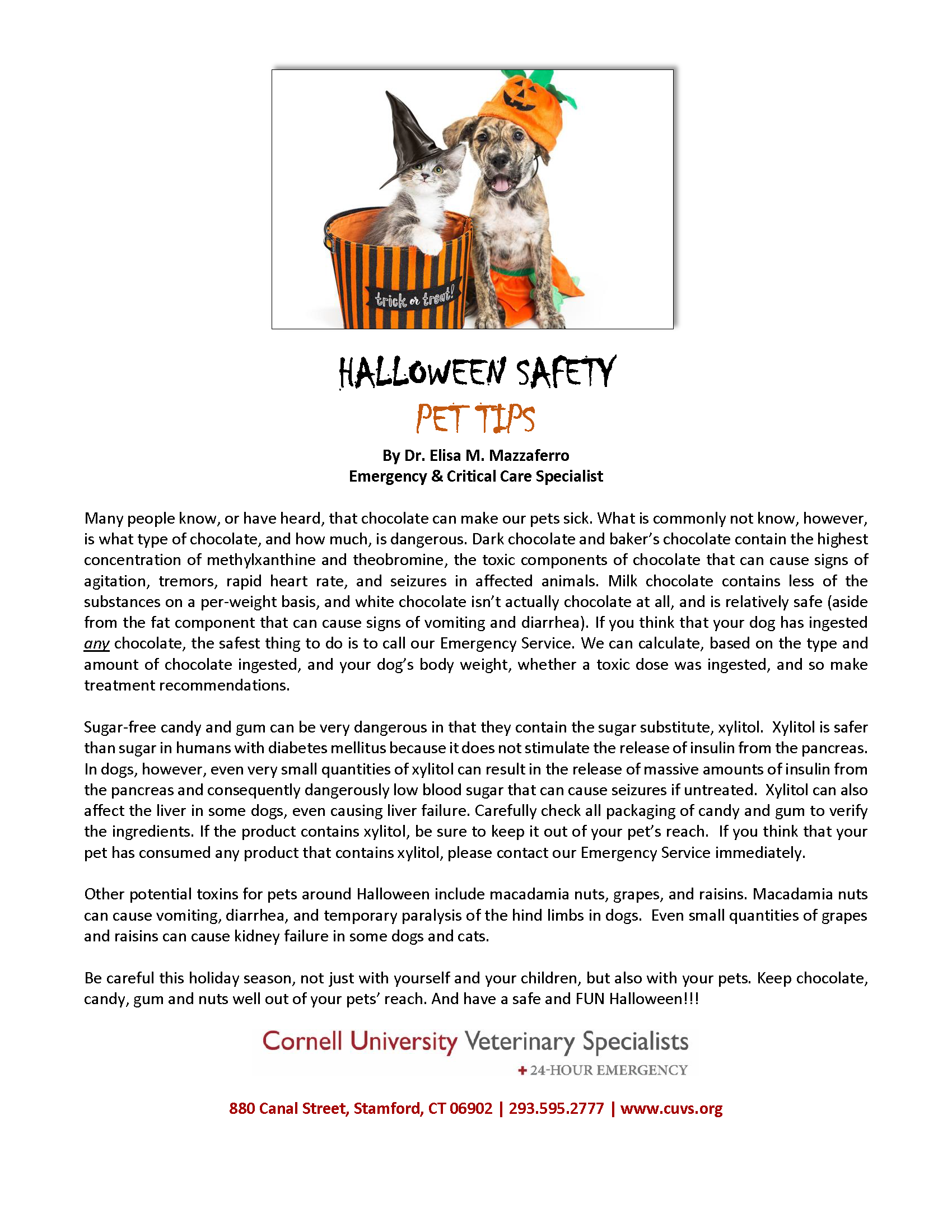 Halloween Pet Safety Tips Cornell University Veterinary Specialists